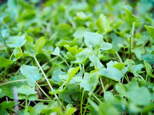 True French Sorrel (and Your Garden on Toast) - Garden Betty