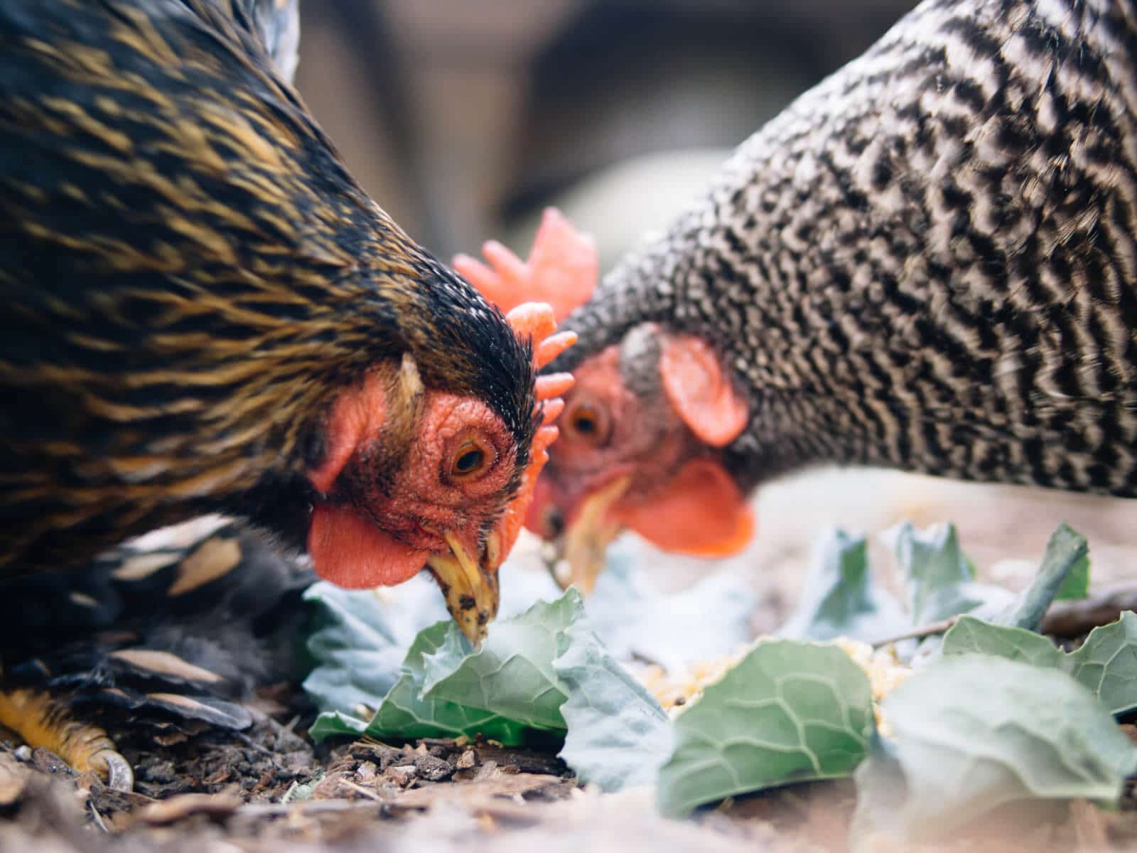 Complete Chicken Feed Calculator For Homemade Poultry Feed Garden Betty complete-chicken-feed-calculator-for-homemade-poultry-feed-garden-betty