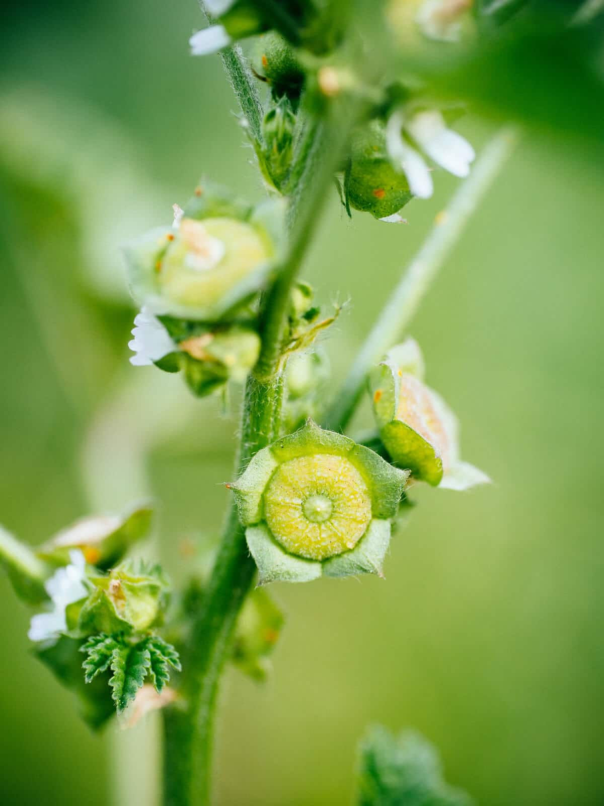 Mallow Weed: The Wild Edible That’s Also a Love Potion – Garden Betty