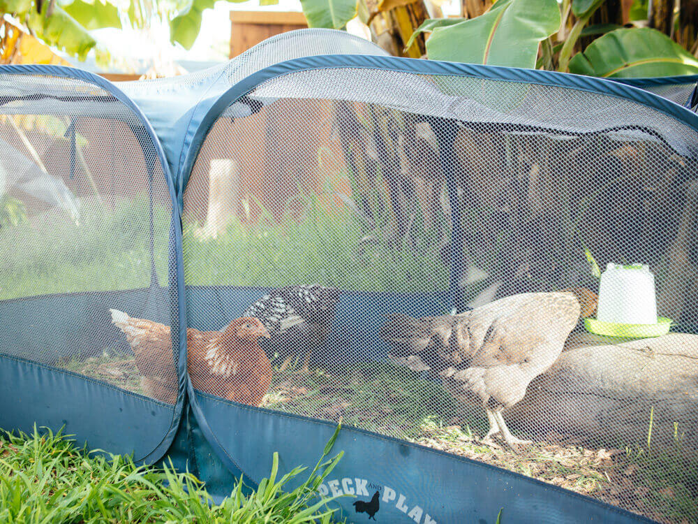 How to Support a Healthy Backyard Flock Integration | Garden Betty