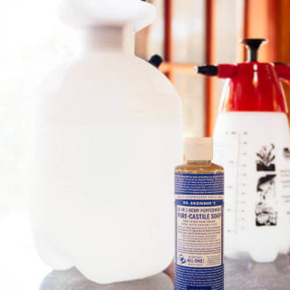 Get Rid of Pests With This 2-Ingredient Homemade Insecticide – Garden Betty