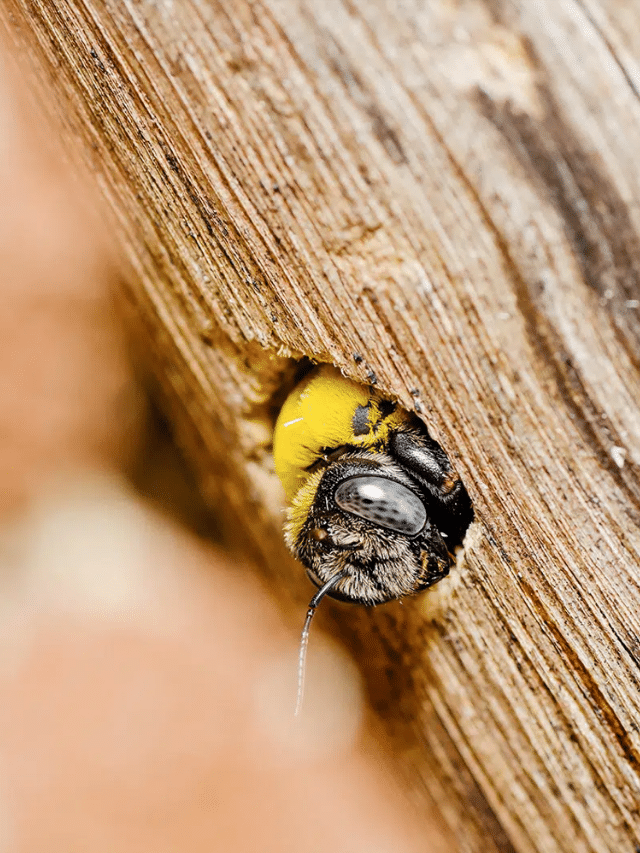 How to Get Rid of Carpenter Bees Without Poison – Garden Betty