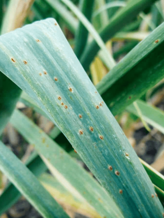 How to Stop Garlic Rust from Ruining Your Garlic Harvest – Garden Betty