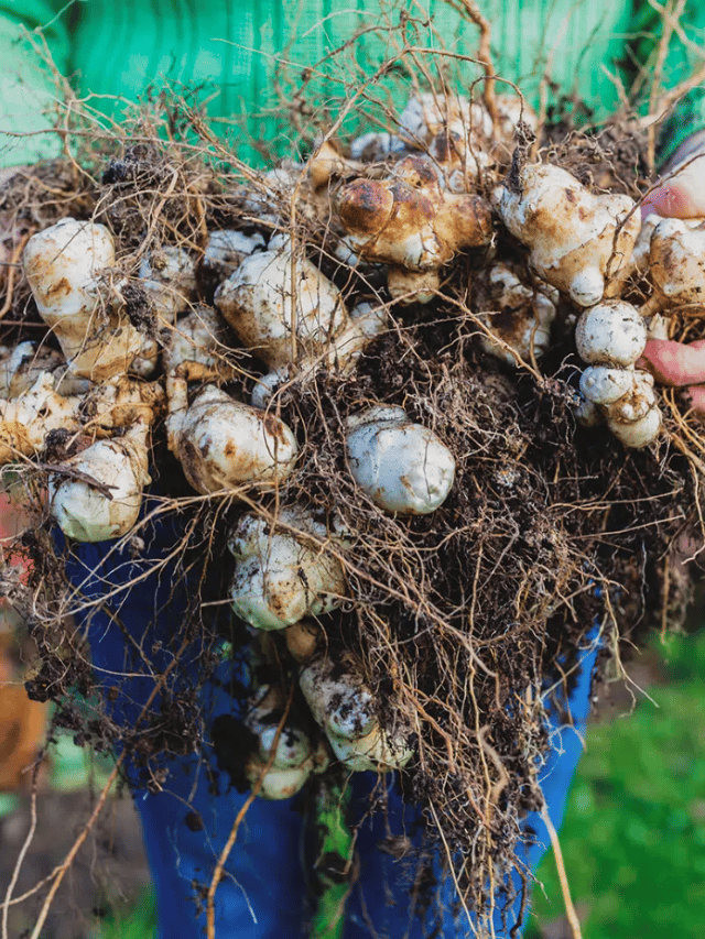 Your Guide to Growing Jerusalem Artichokes (Sunchokes) – Garden Betty