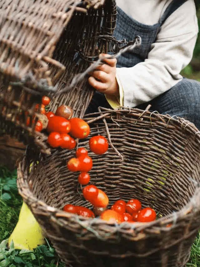 83 Fast-Growing Tomato Varieties for Short Seasons – Garden Betty