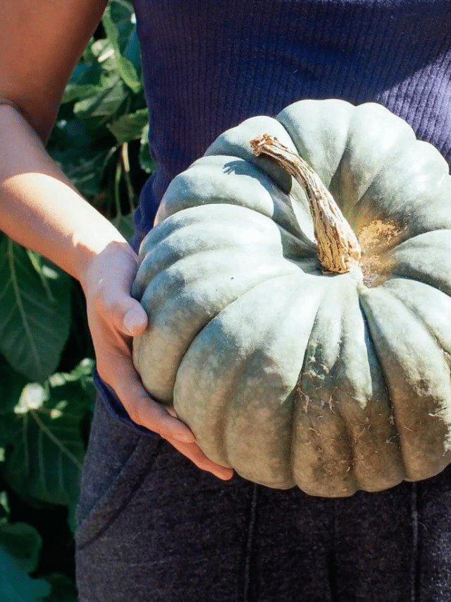 How to Cure Squash and Pumpkins So They Last All Winter Long – Garden Betty
