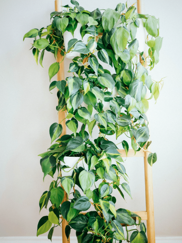 Beautiful Philodendron Varieties to Add to Your Plant Collection ...